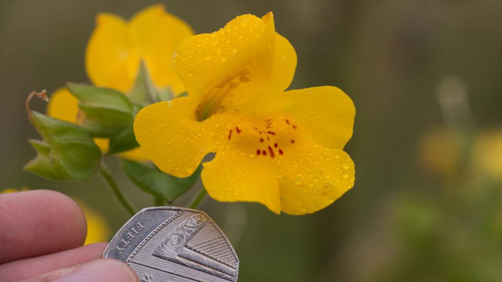 Scientists discover a new flower of Shetland - BBC News