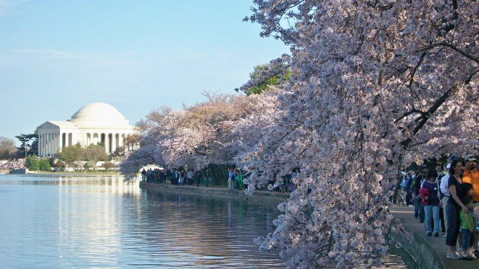 In Pictures: 100 years of Washington cherry blossom - BBC News