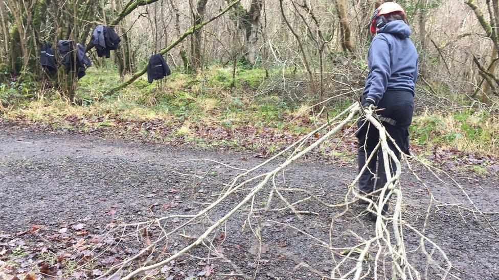 Ancient oak trees in County Antrim get the halo effect - BBC News
