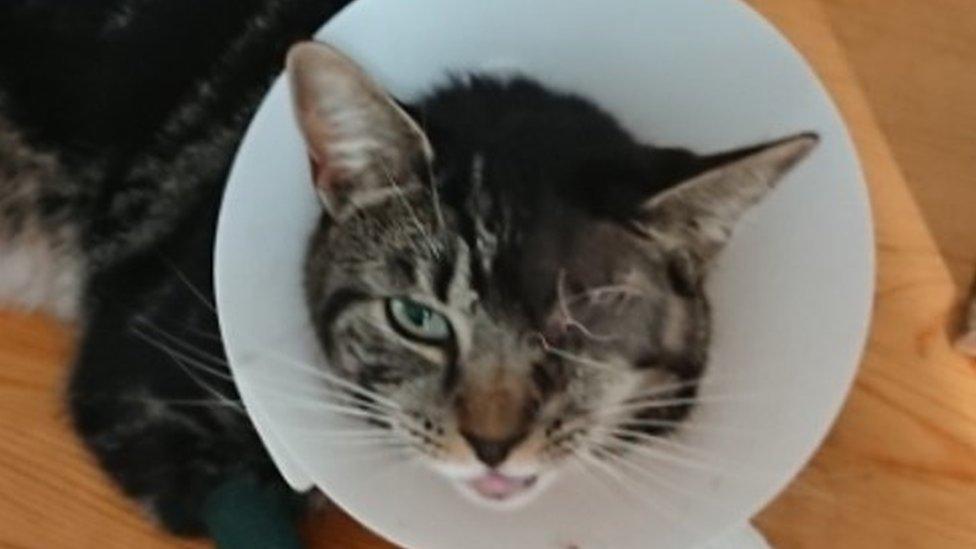 Cat's eye removed after Stoke-on-Trent pellet gun attack - BBC News