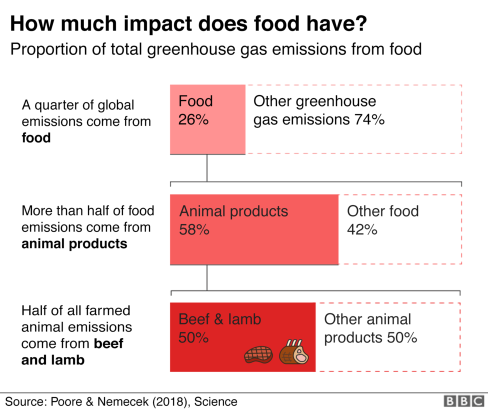 Plant-based diet can fight climate change - UN - BBC News