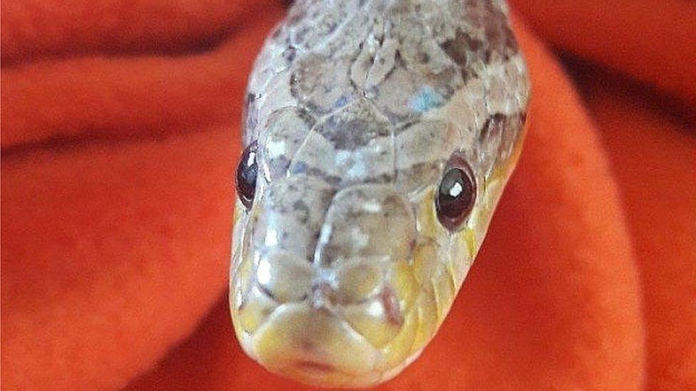 Snake gets trapped in car during Christmas drive - BBC News