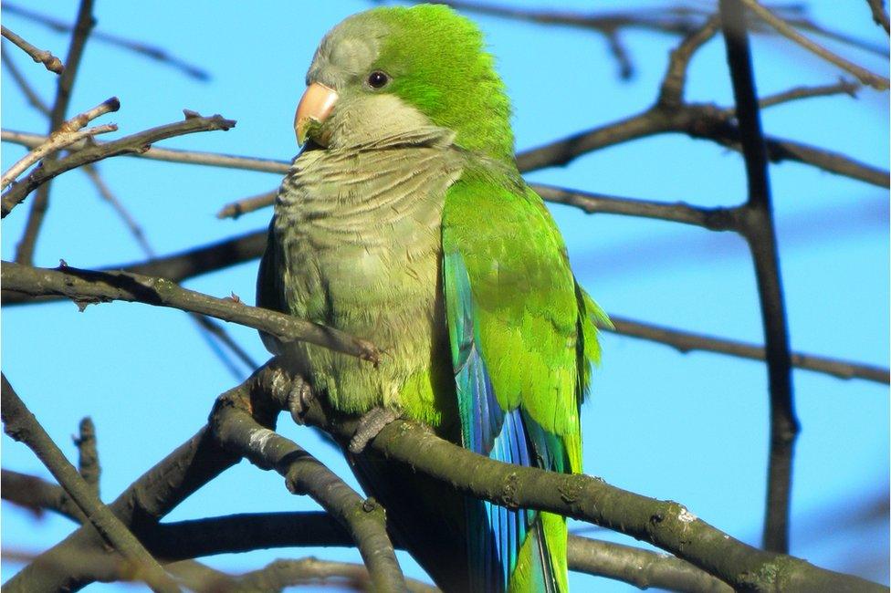 EU ban on bird imports sees 'massive' cuts in global trade - BBC News