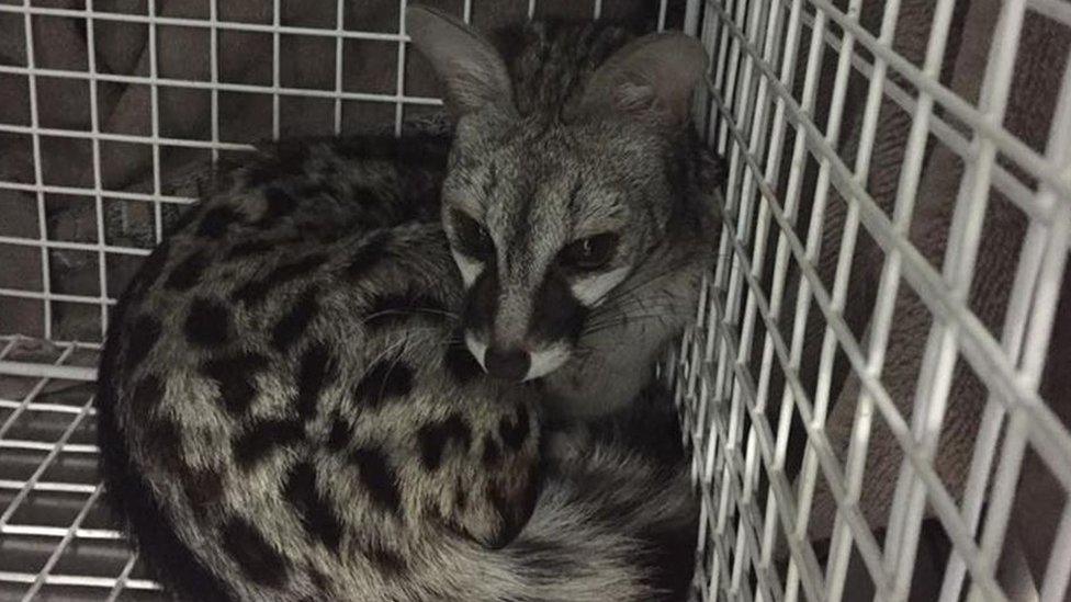 'Cat-like' genet found 200 miles from home at car depot - BBC News