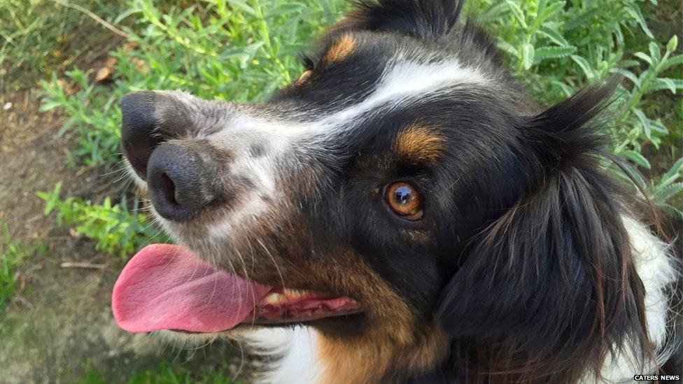 Toby the two-nosed dog is saved from being put down - BBC News