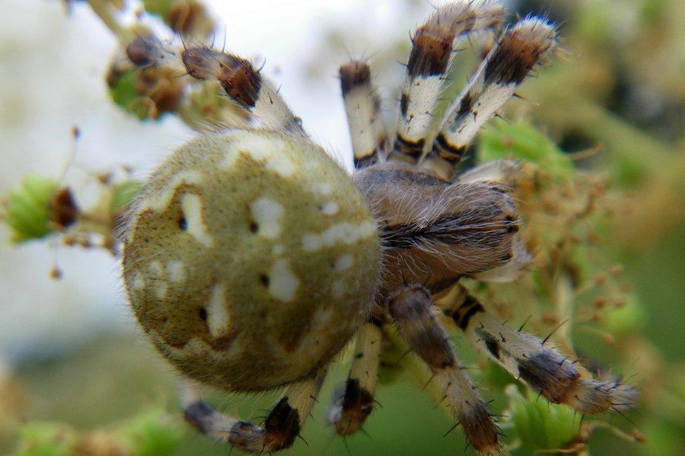 Scotland-wide survey of spider species - BBC News