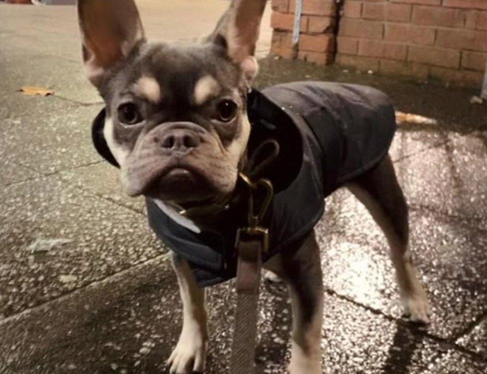 Daily Pelsall search for puppy 'who must have been stolen' - BBC News