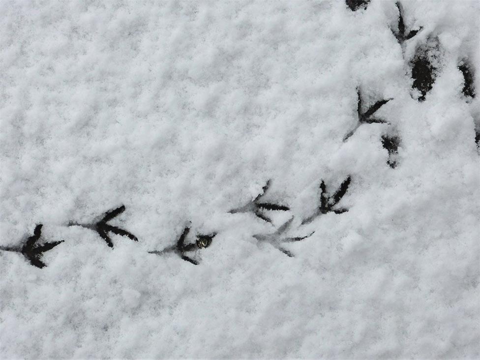 Your pictures on the theme of 'winter walks' - BBC News