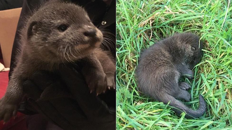 Baby otter orphans land Stapeley Grange with £3k food bill - BBC News