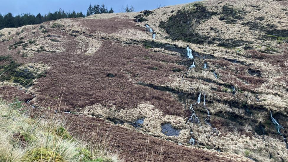 Lansio prosiect ail-wylltio mwyaf Cymru ar 1,200 erw yng Ngheredigion ...