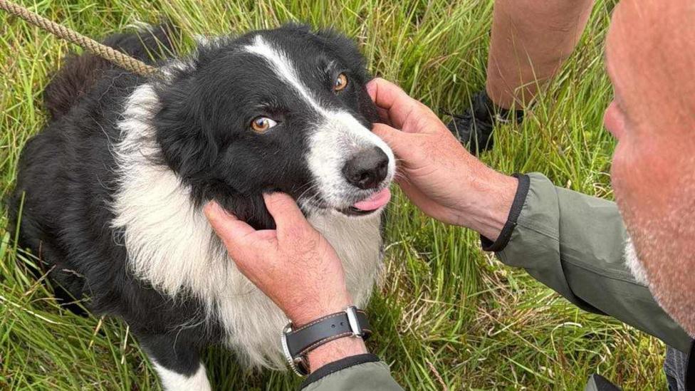 Cwmdare: Dog freed from hillside hole after seven hour ordeal - BBC News
