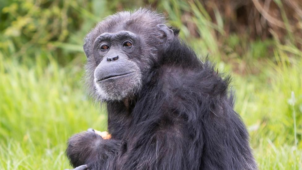 Rare monkey with orange hair born at Whipsnade Zoo - BBC News