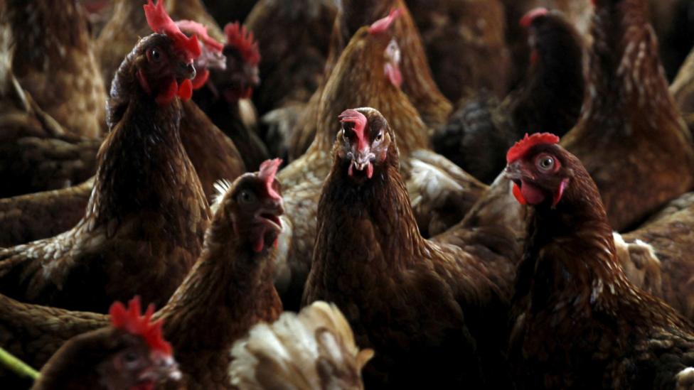 Protection zone in place after bird flu outbreak - BBC News