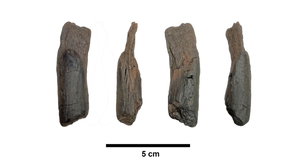 Scientists find oldest-ever wooden tools used by humans - BBC Newsround