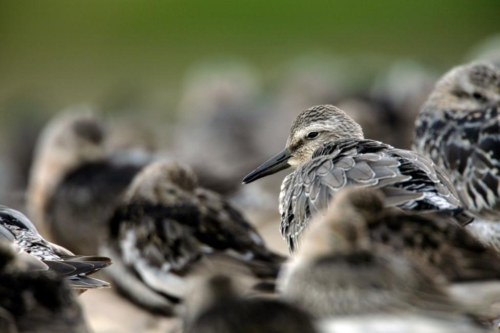 Wallasea Island sees 39,000 birds ten years post Crossrail work - BBC News