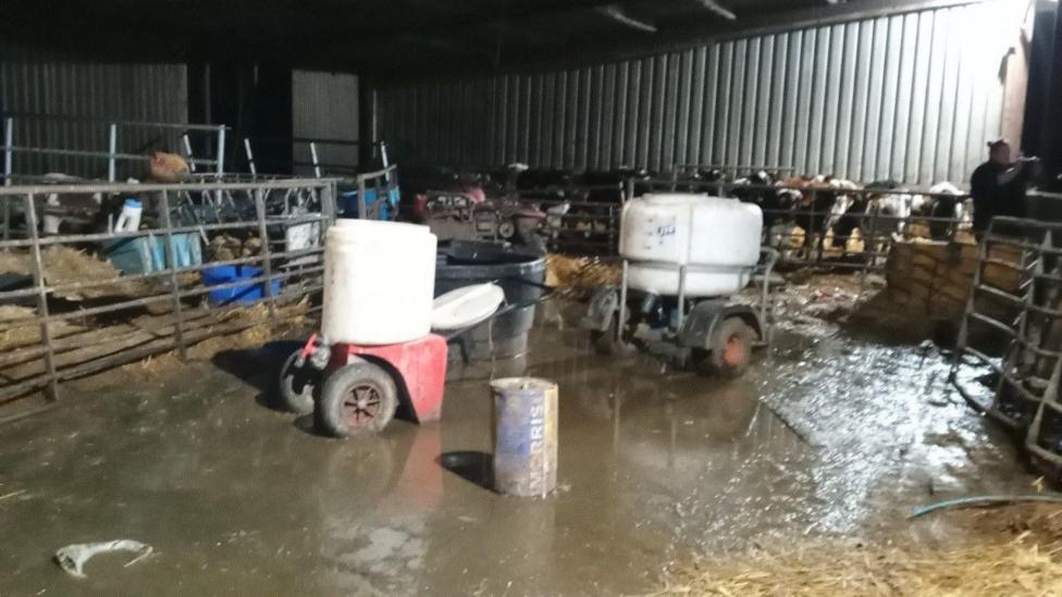 Lincolnshire's Cranswick pig farming suspended over abuse claims - BBC News