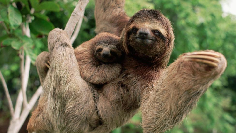 Sluggish sloth's secrets of success revealed in new study - BBC News