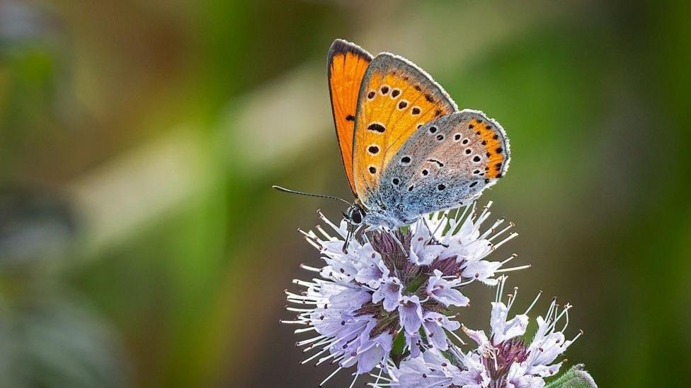 Rare large copper butterfly appears in Dudley and Rowley Regis - BBC News