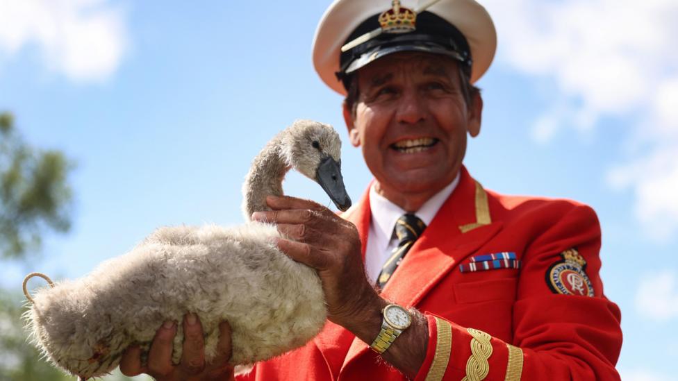 Swan upping: Royal swan count on Thames sees numbers recover - BBC News