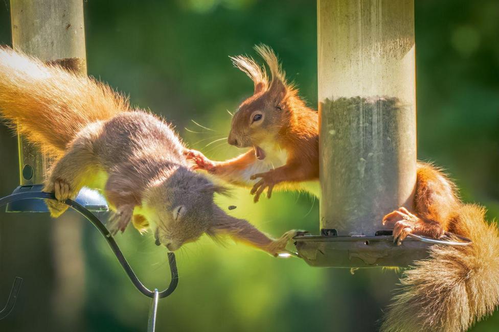 Shropshire photographer captures beauty of back garden wildlife - BBC News