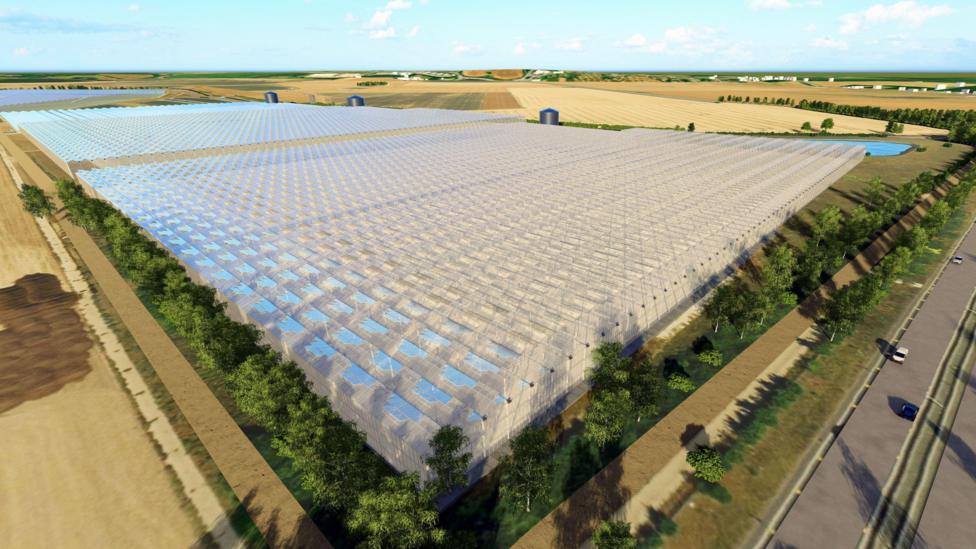 New £20m Thanet Earth glasshouse to grow 150m tomatoes a year - BBC News