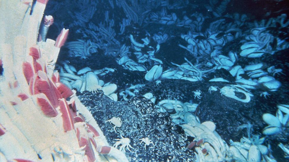 Animal life discovered UNDER the seafloor - BBC Newsround