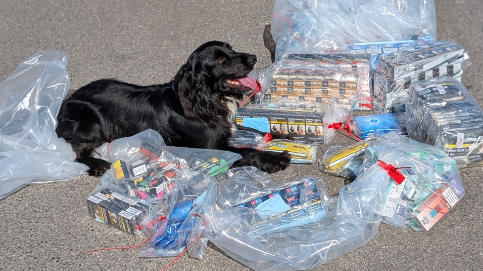Police dog helps sniff out illegal vapes and tobacco in Hampshire - BBC ...