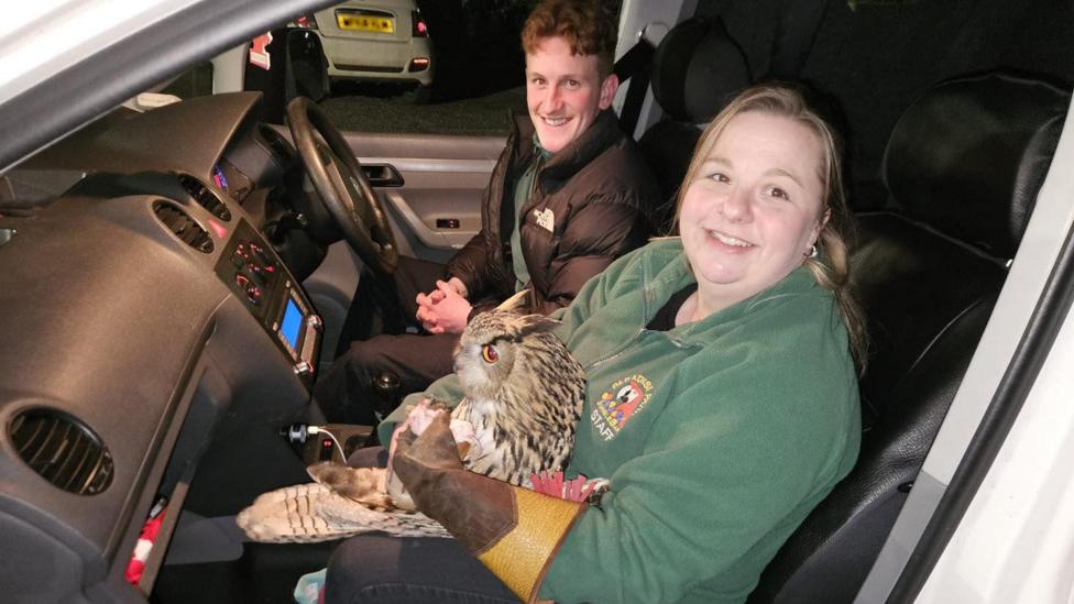 Missing eagle owl returns to Paradise Park in Hayle - BBC News