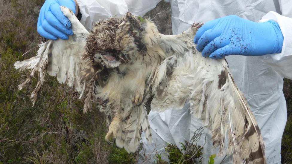 Birds of prey deaths blamed on shooting estate gamekeepers - RSPB - BBC ...