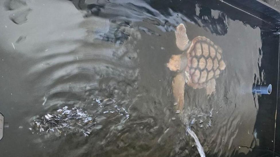 Turtle Barnacle Bill may make short stop at Brighton - GSPCA - BBC News