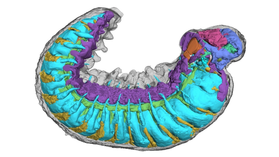 Extremely rare worm fossil with internal organs found by scientists ...