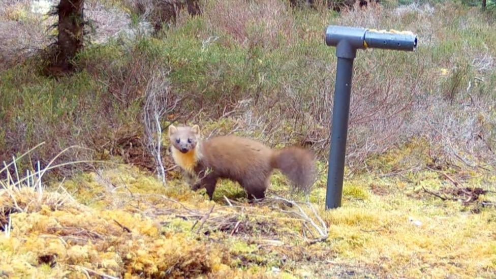 Wallington haven aims to help pine martens thrive - BBC News