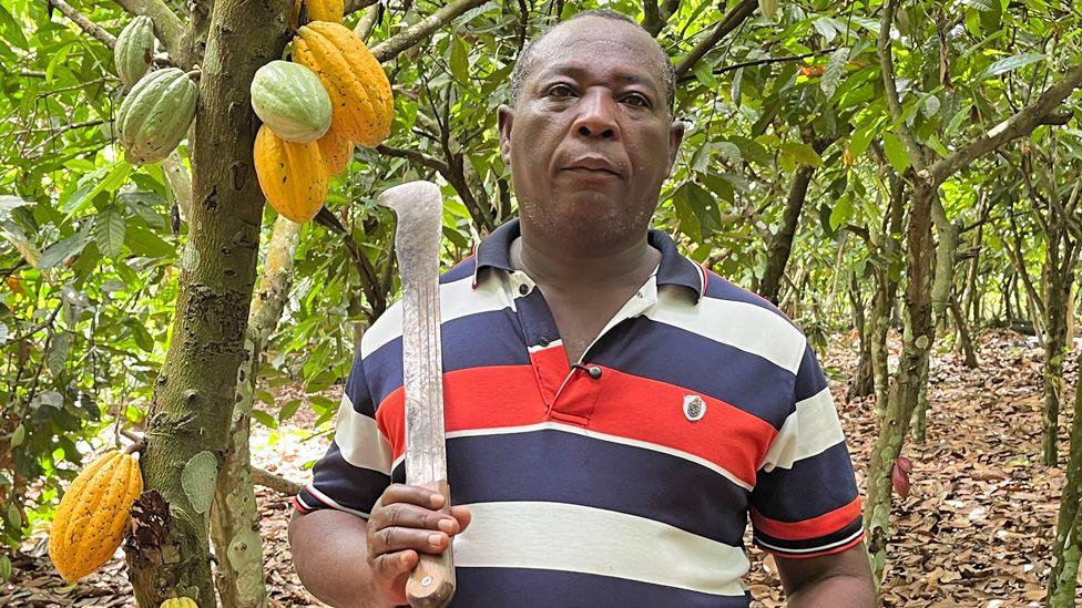 Cocoa farmers in Ghana and Ivory Coast face bitter times as chocolate ...