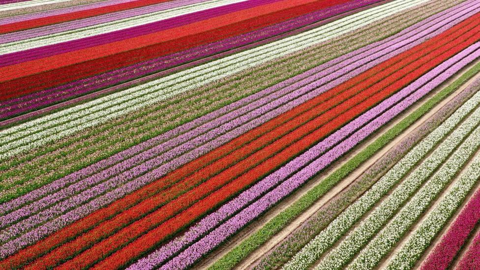 'Popular' Norfolk tulip field's Wicked fame delights fans - BBC News