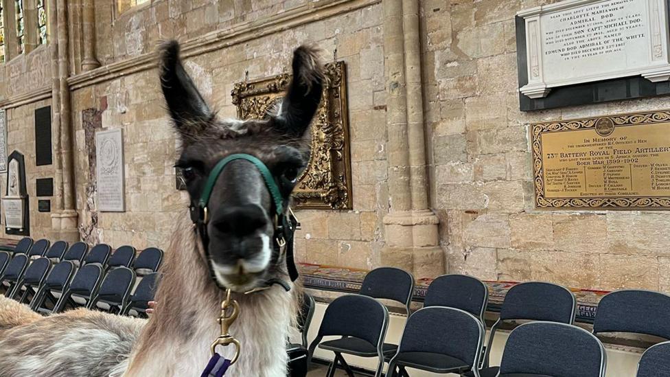 Exeter Cathedral: Therapy llamas to star in Nativity - BBC News