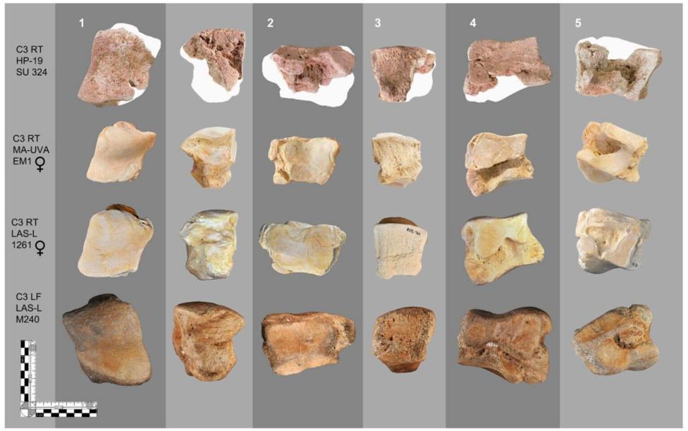Ancient bone found in Spain could be from Hannibal's war elephants ...