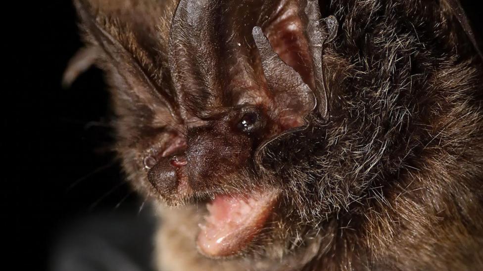 Longleat home to 14 bat species - study reveals - BBC News