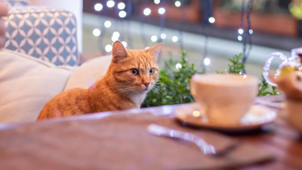 Should there be stricter rules on cat cafes in the UK? - BBC Newsround
