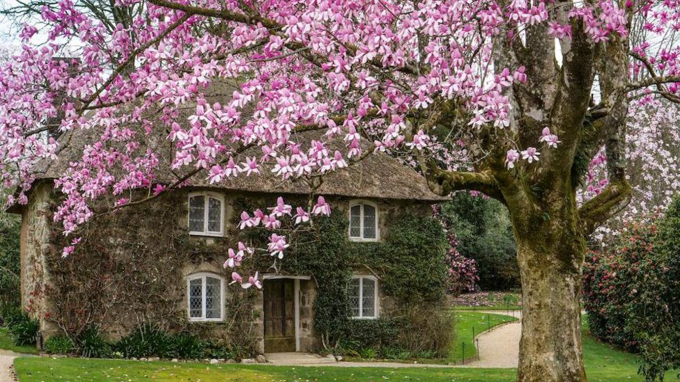 Cornwall bursts into spring colours - BBC News