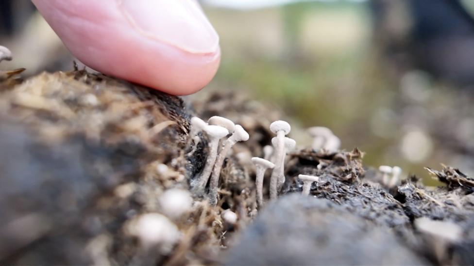 Candelabra Coral fungus spotted in New Forest for first time - BBC News