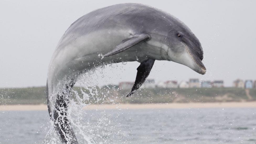 Pod of hundreds of dolphins causing 'quite a stir' in Scarborough - BBC ...
