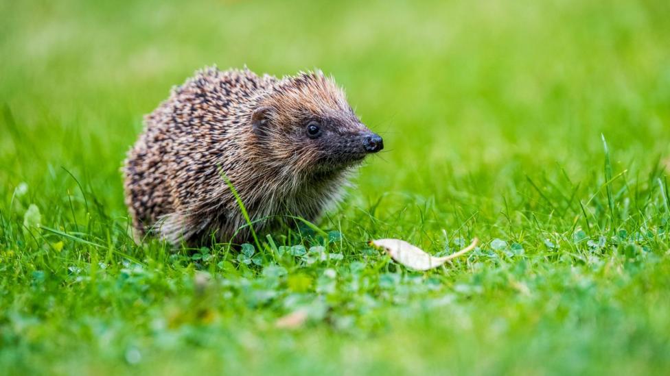 New rescue centre near Bere Regis 'fills gap in hedgehog care' - BBC News