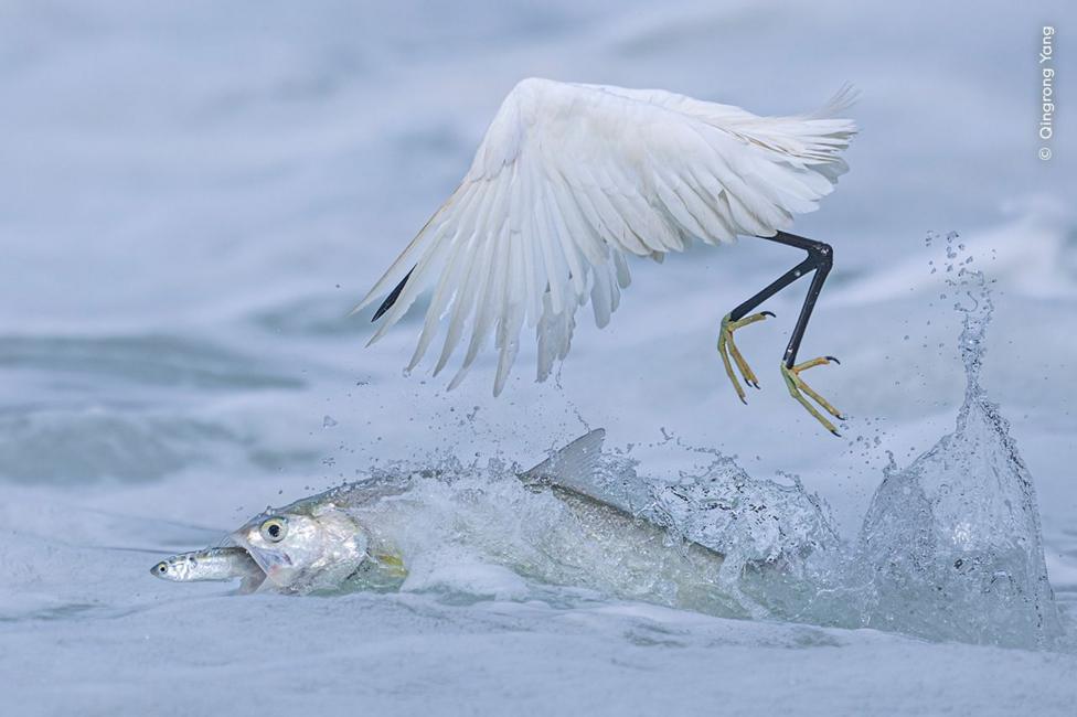Wildlife Photographer of the Year 2025: Winners announced - BBC Newsround