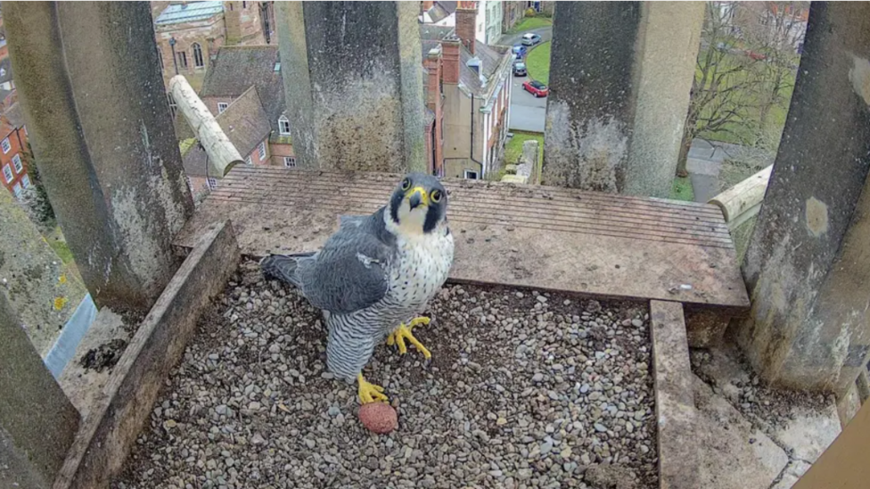 Worcester Cathedral last remaining peregrine falcon chick dies - BBC News