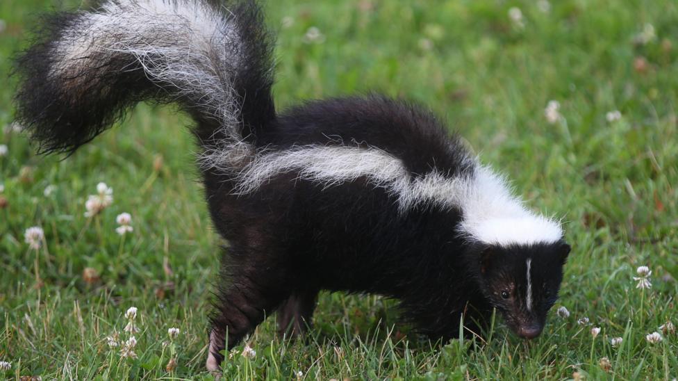Skunk on the run near Sudbury after escaping from owner's garden - BBC News