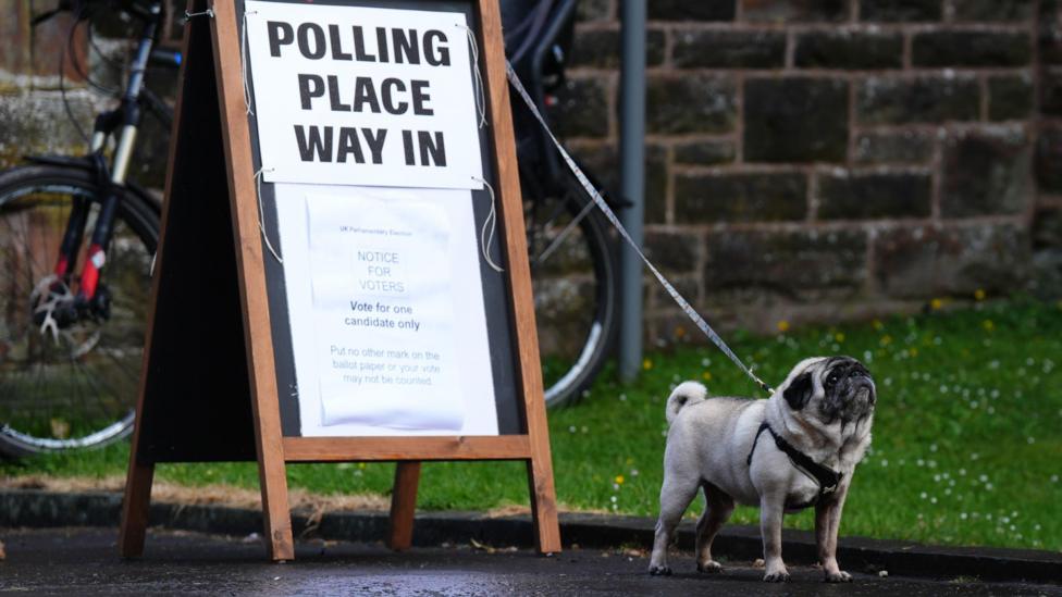 General election 2024: Check out these dogs at polling stations - BBC ...