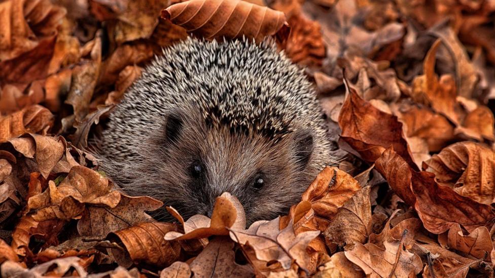 UK charities create Hedgehog Conservation Strategy - BBC Newsround