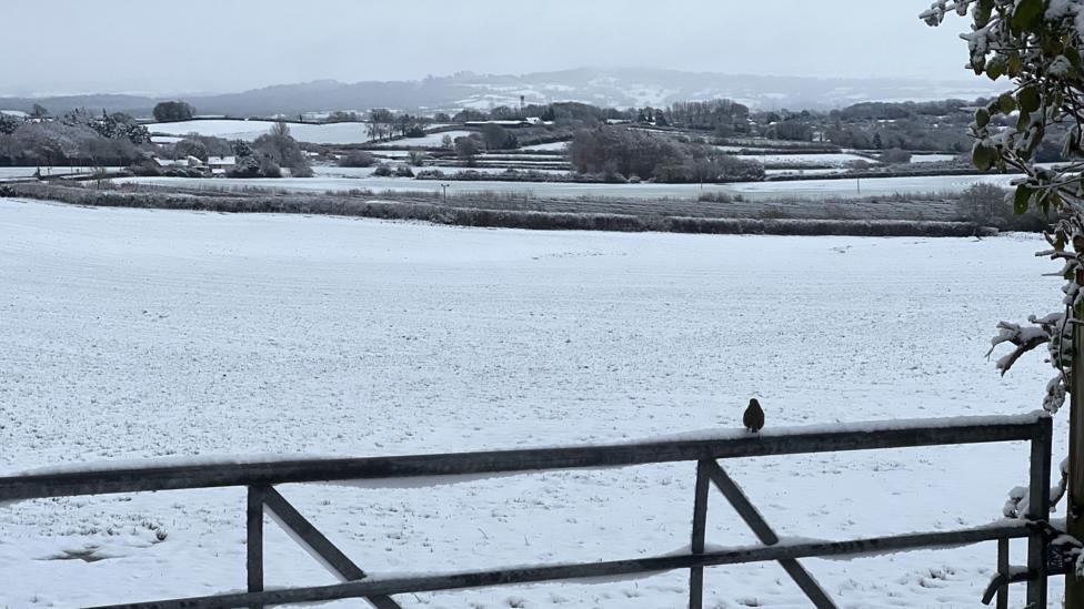 Somerset snow: Yellow weather warning in place in county - BBC News
