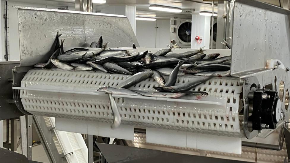 New freezing centre at Redruth praised by Cornish fishers - BBC News