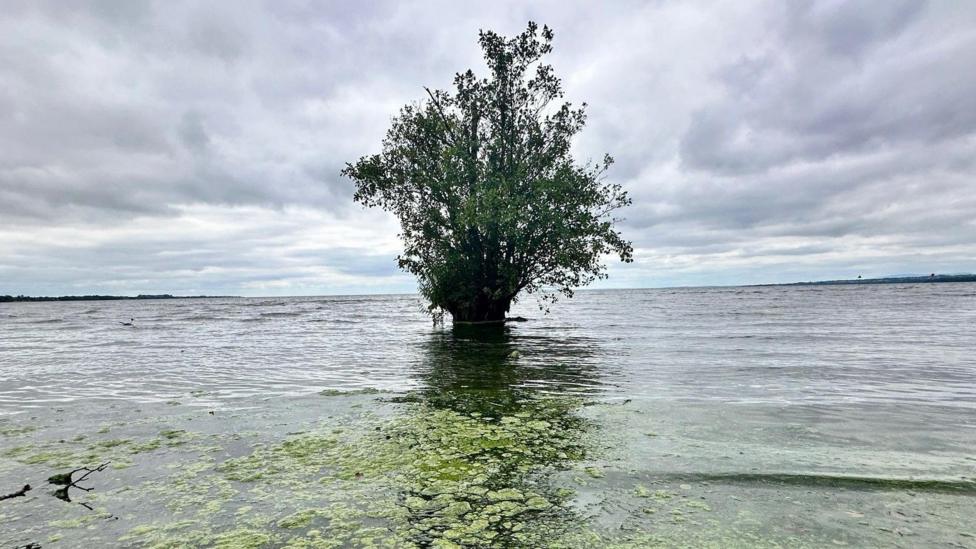 Lough Neagh: First case of blue-green algae confirmed in 2025 - BBC News